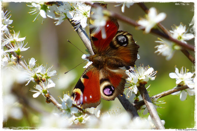 Kaalvoet in Engeland: Skone Skoenlappers