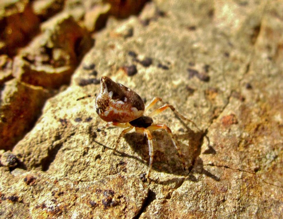 Biodiversity of Cyprus by NGO Protection of the Natural Heritage and ...