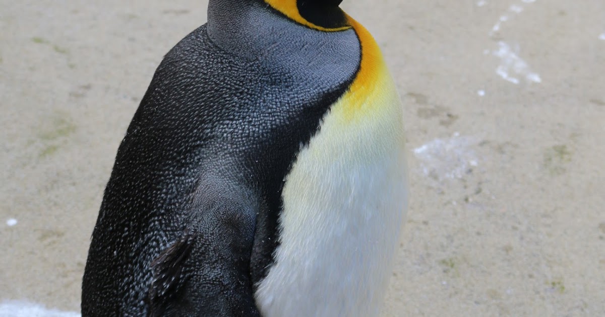 JibberJabberUK: Sunday Snap – Penguin Parade