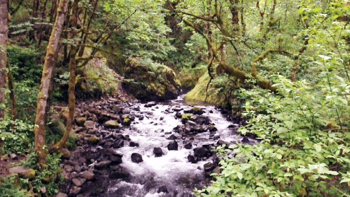 Matt Lee Moved: Downstream (Cinemagraph)