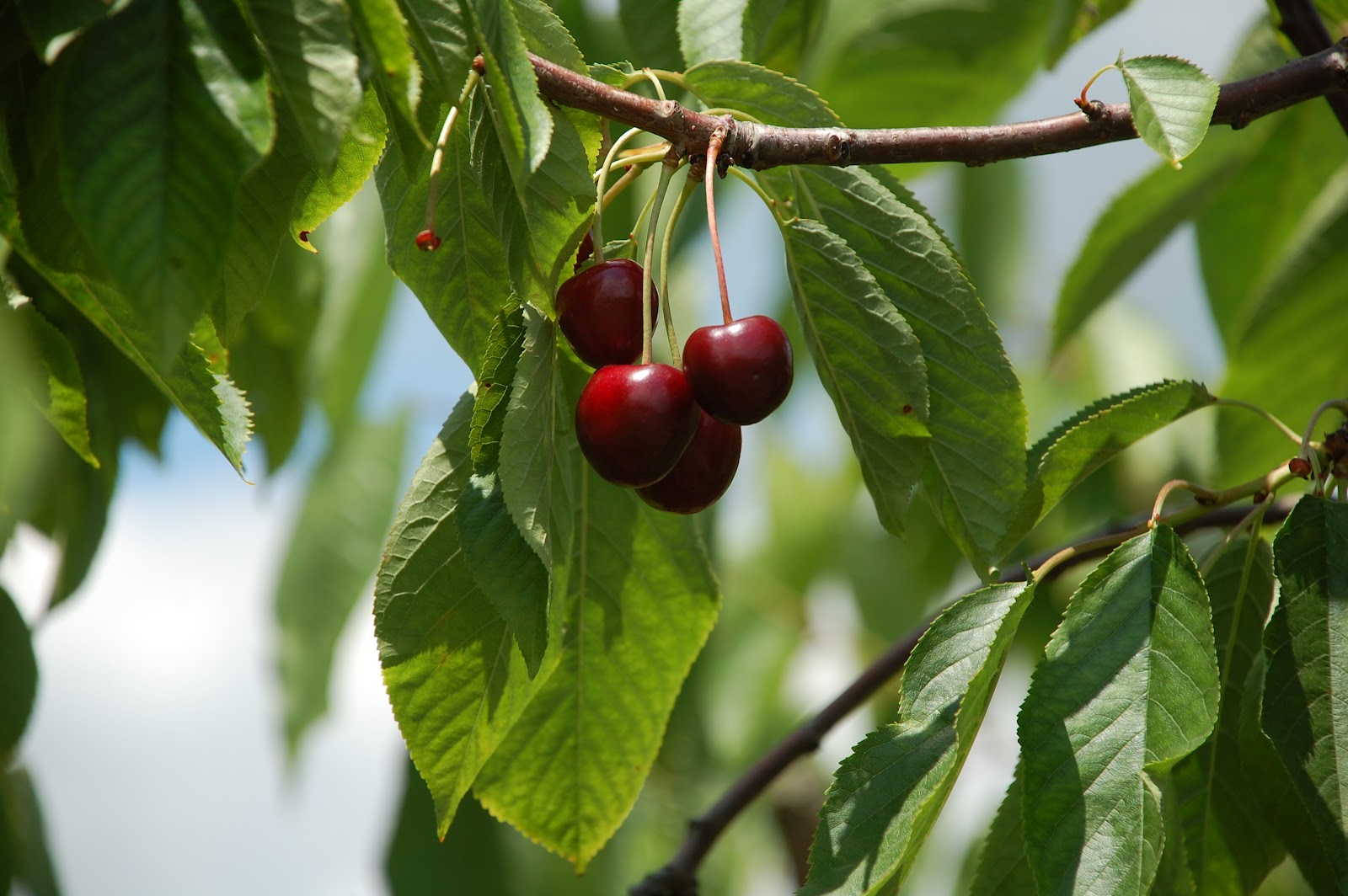 Our Gifts of Grace: cherry picking