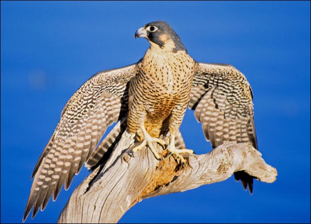 Falcon | The Life of Animals