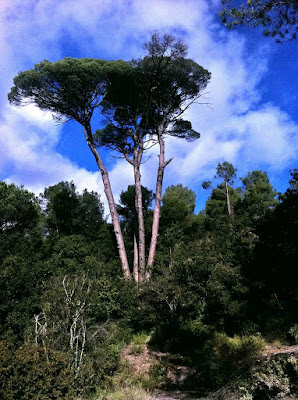 Sant Llorenç del Munt: Pi de les Quatre Besses (480 m)