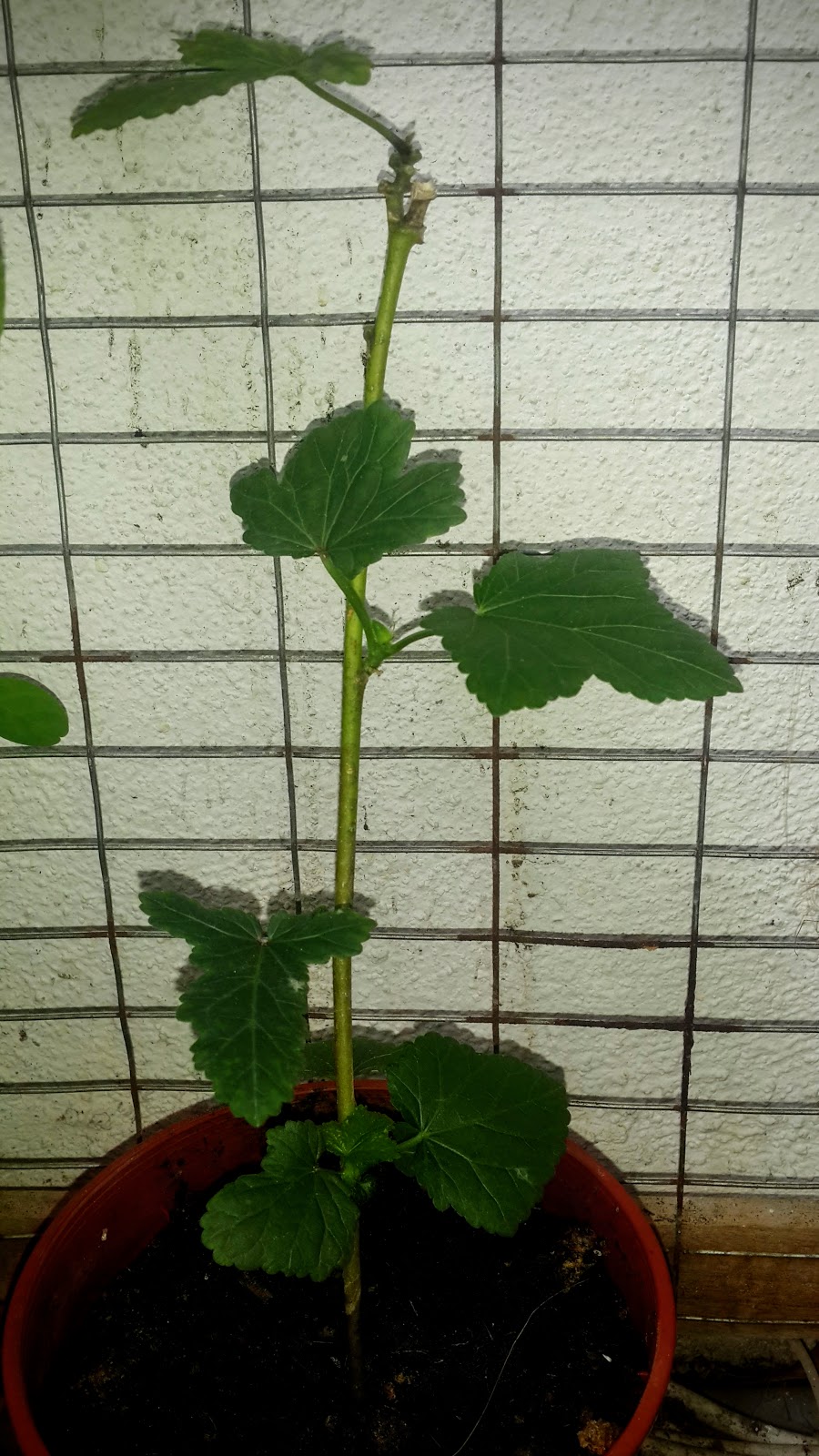 Hiking & Gardening: Projek Tanaman 18: Pokok Bendi