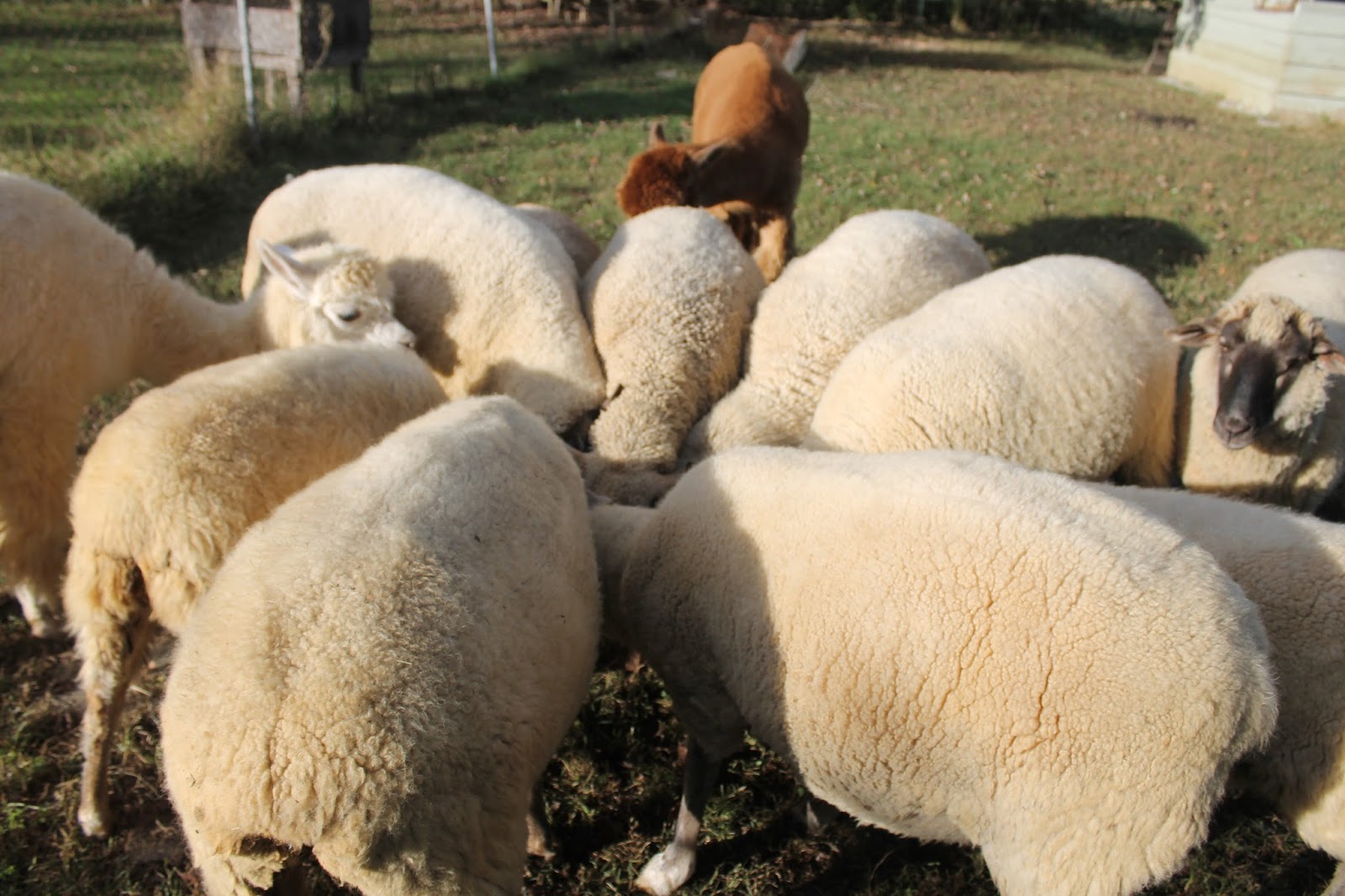 Outback Farm: Circle of sheep.