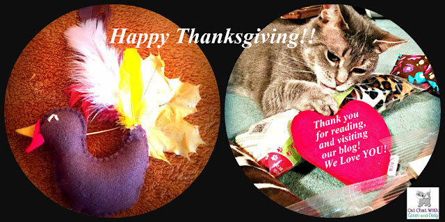 Cat and DOG Chat With Caren: Cat Reflects on "Thanks" and "Giving"