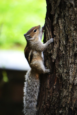 Photography & Me: Scaredy Squirrels