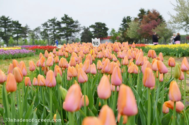 33 Shades of Green: A Walk Through the Tulips