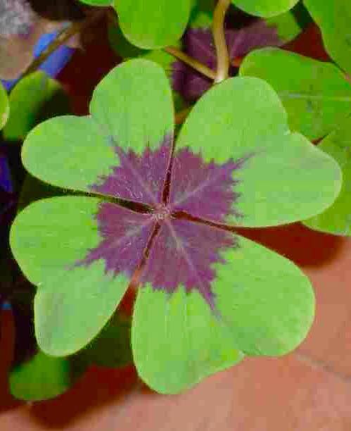 CARMEN PEREZ DE LA HIZ: El SECRETO INICIATICO DEL TREBOL DE CUATRO HOJAS