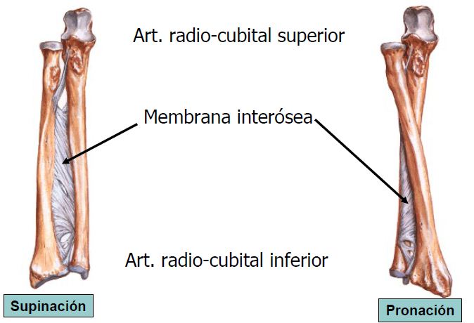 Principales articulaciones sinoviales o diartrosis: 2018