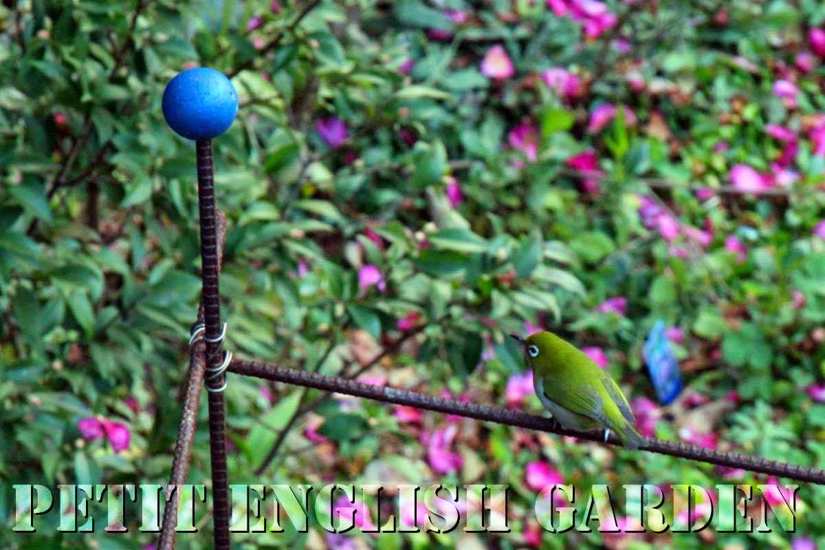 Petit English Garden of MARPLE & POIROT: BIRDS IN OUR GARDEN (庭の鳥たち)