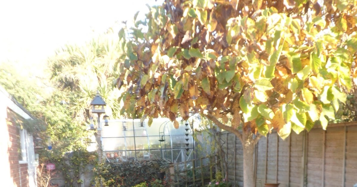 Poppy Patchwork: Meanwhile outside