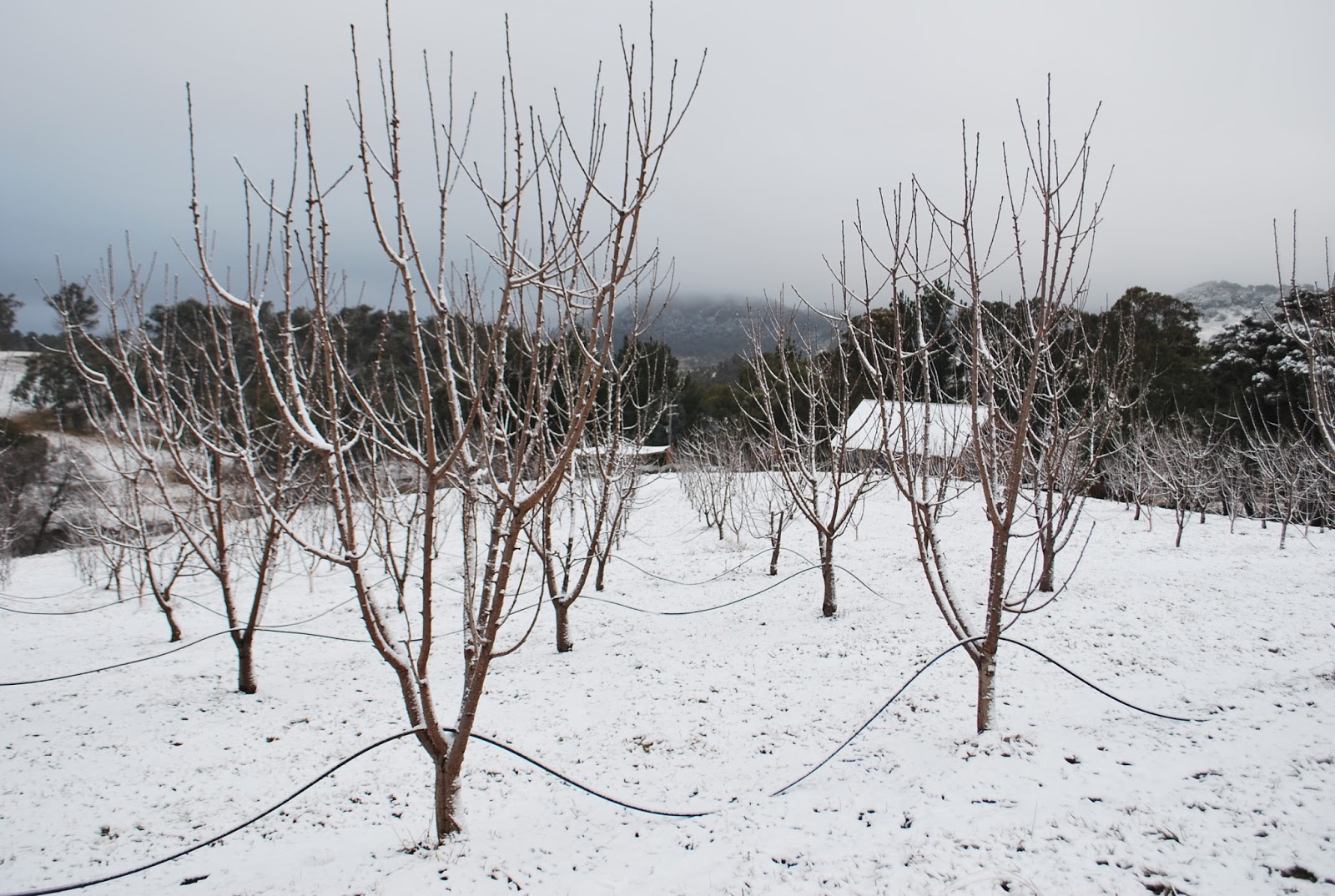 Out and About Cherry Dale: Snow at Cherry Dale Tenterfield