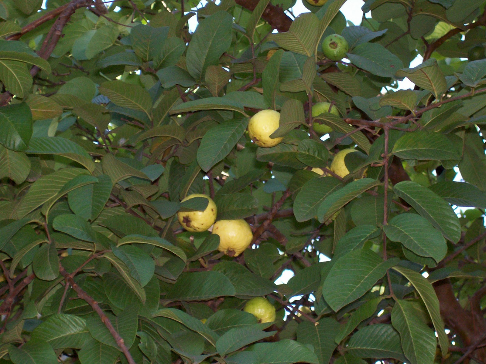 Pichiliani´s Room: Biodiversidade - Alphaville - Goiabeira