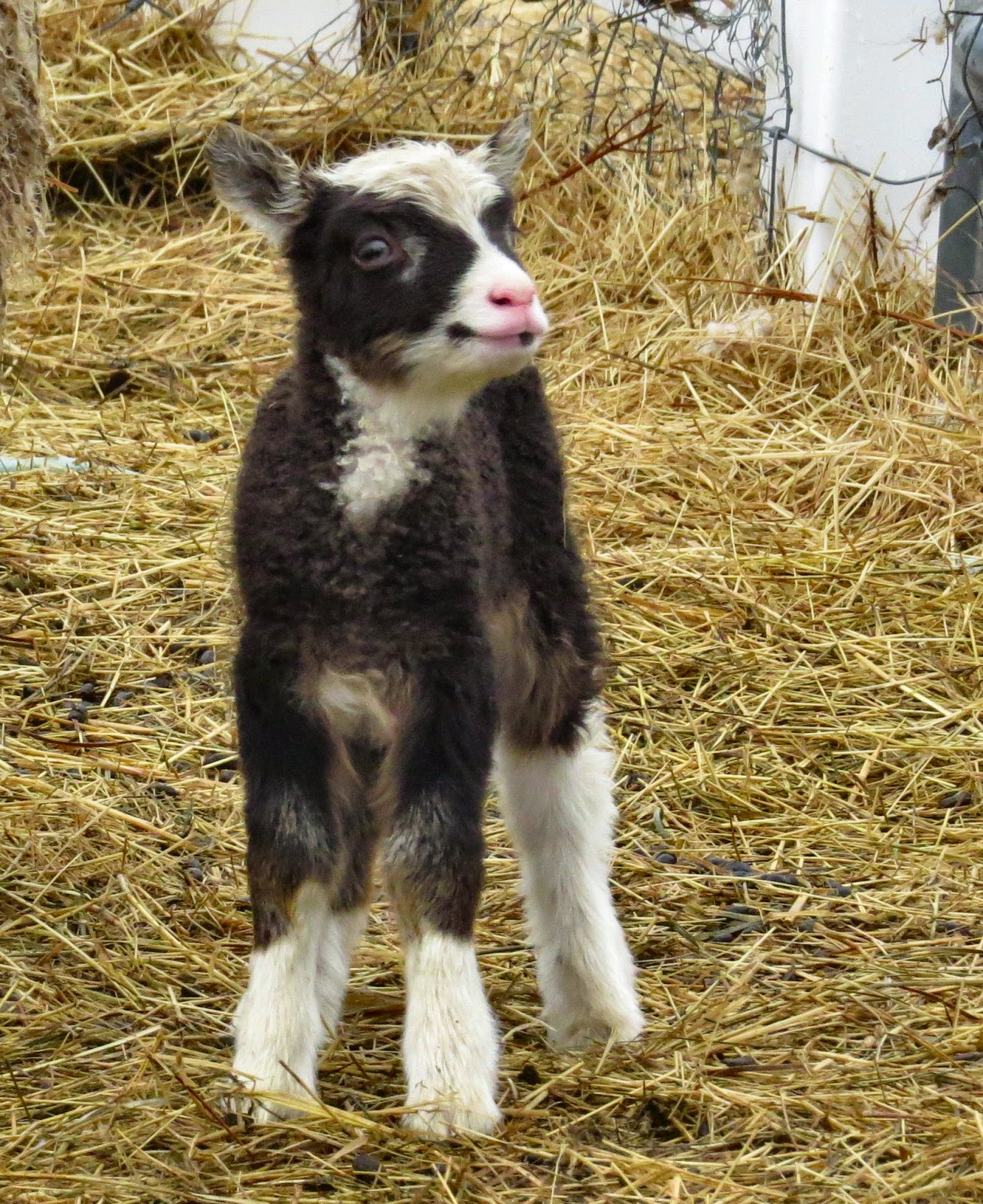 "Ewe's Have It Farm", Shetland Sheep : 2014 Lambs