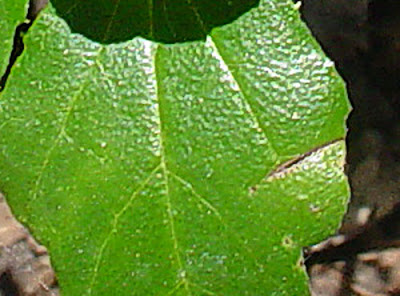 Mother Nature's Backyard - A Water-wise Garden: Plant of the Month ...