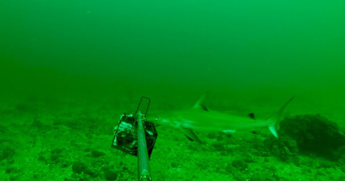 Green Days by the EPPD: BRUV surveys yield information on sharks and rays