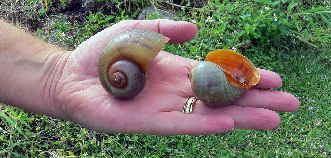 Married To A Birder: Florida Everglades 2014 - Day 2