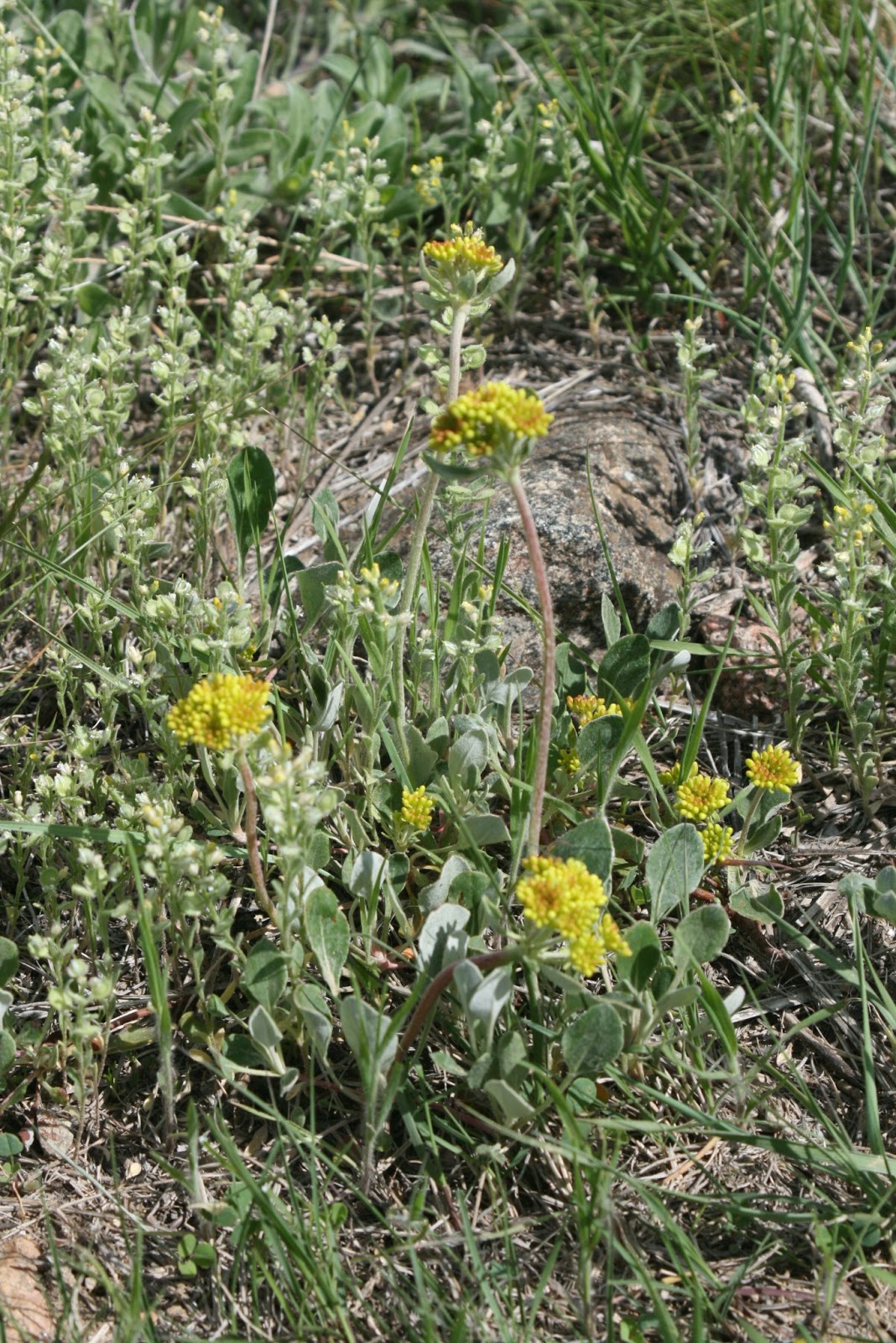 What's Blooming on Green Mountain: June 2013