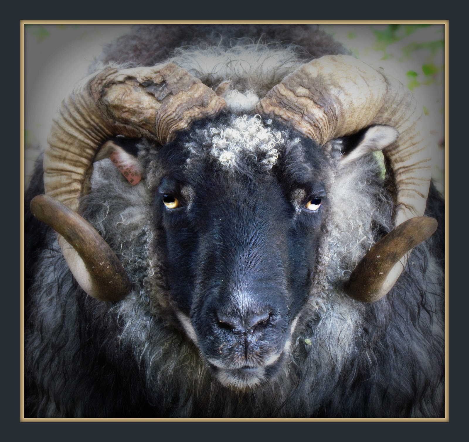 Losing Our Shirts, Keeping The Farm: The Beauty of Icelandic Rams