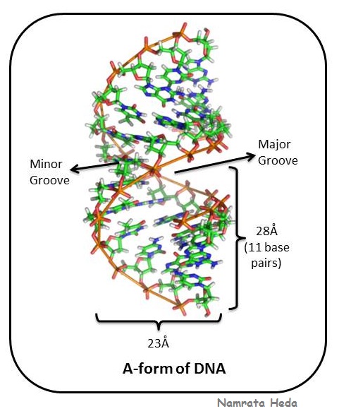 B for Biology: Biomolecules of the Cell - Nucleic Acids (Part 2)