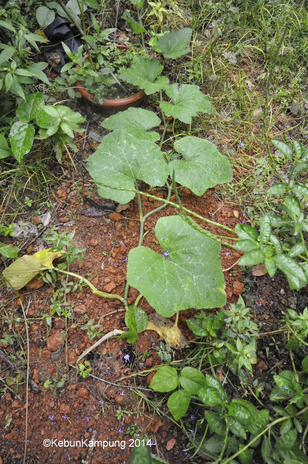 perkembangan kebun kampung 12 Oktober 2014: perkembangan timun, labu ...