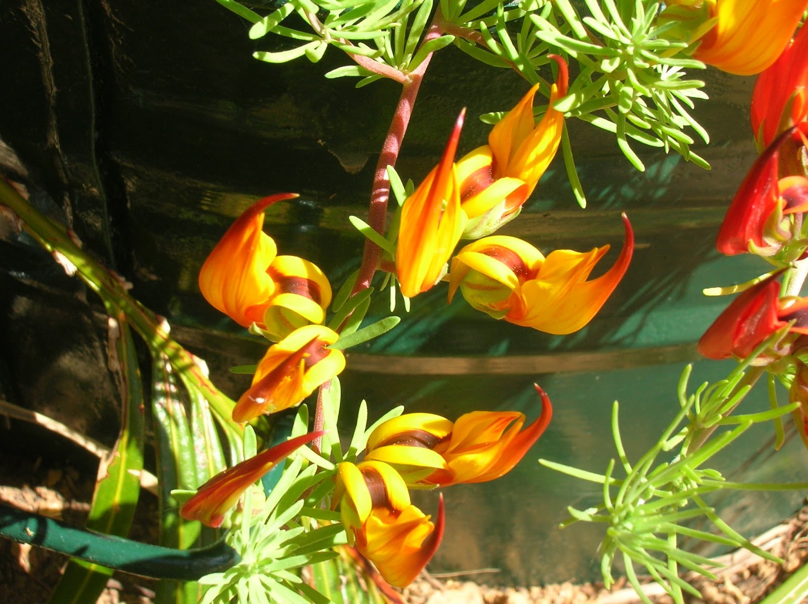 Recregarden: LOTUS BERTHELOTII