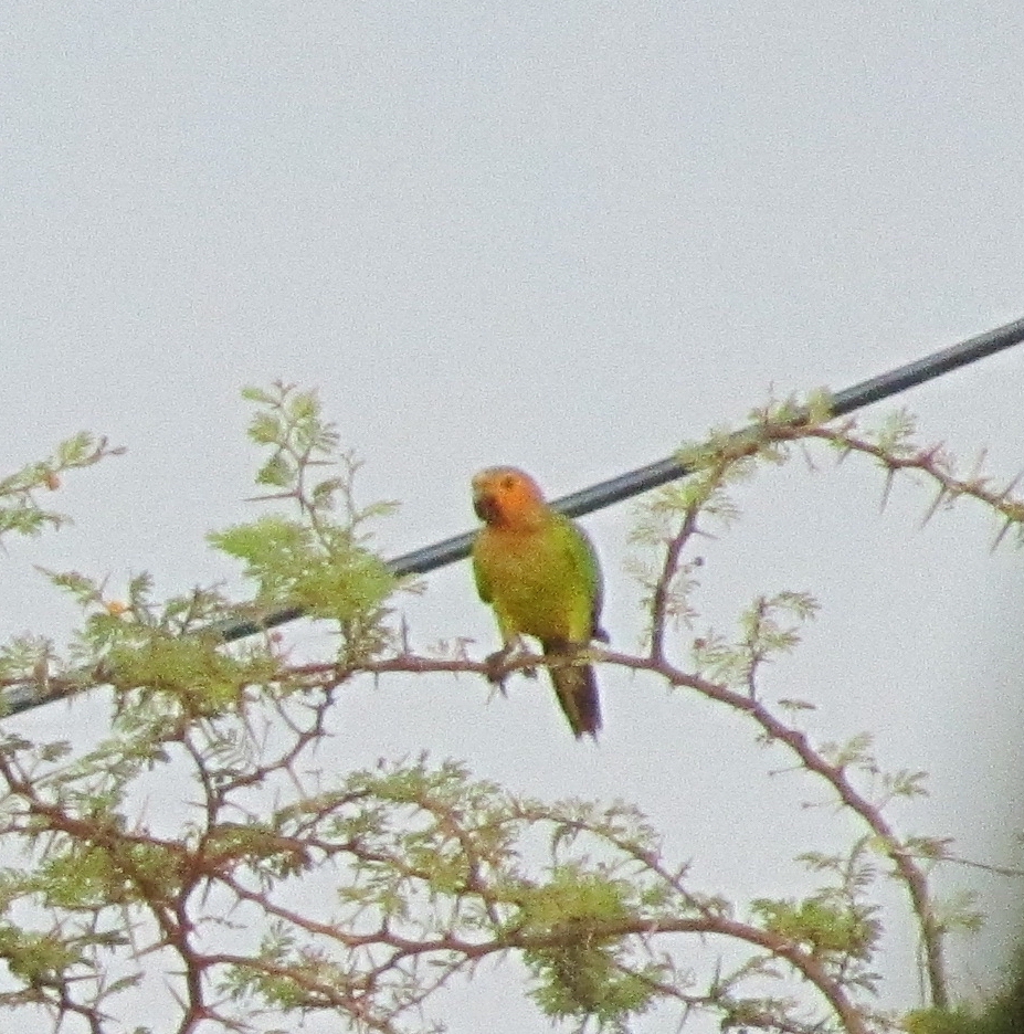 Hiking Curaçao - Flora and Fauna: 2011-06-26
