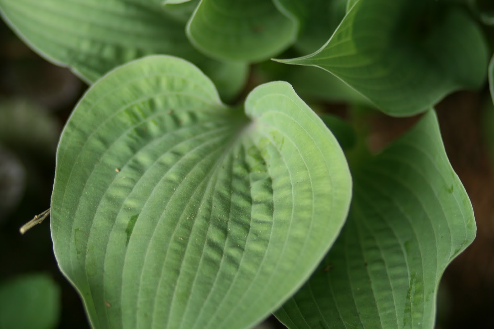 Cheesehead Gardening: Hosta of the Day - 'Purple Haze'