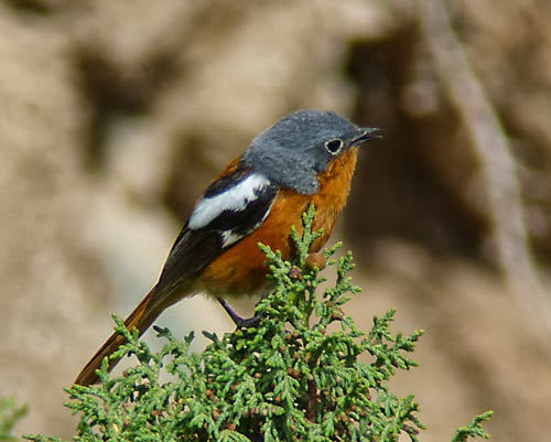 Worldbirder: Hiking the Ala Shan Mountains