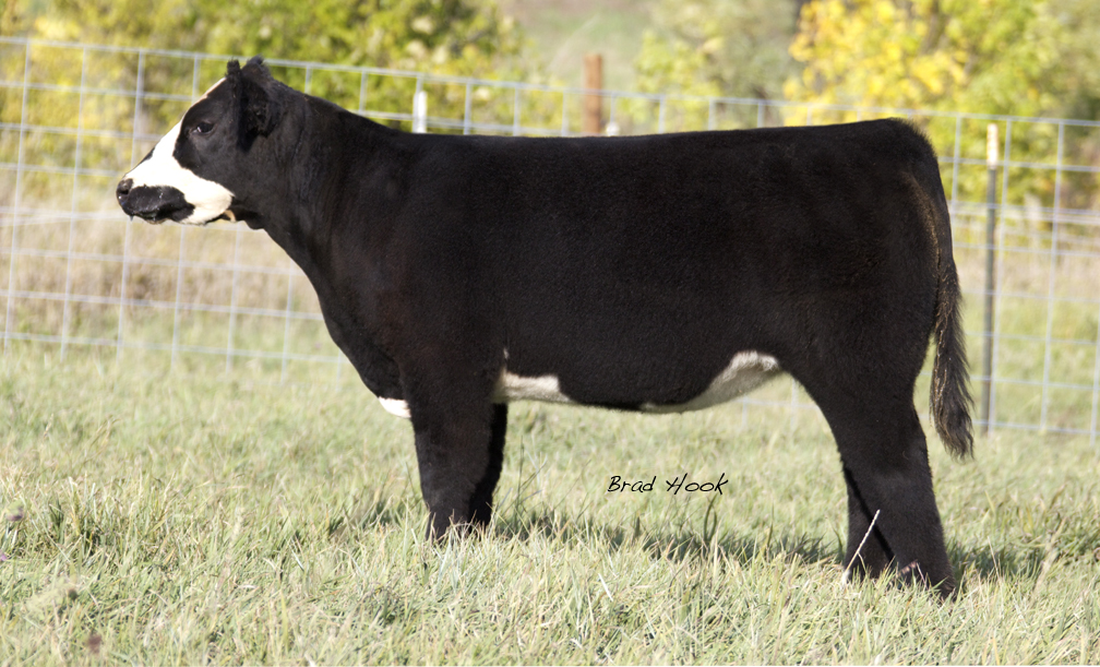 Lautner Farms: J/D Cattle Co - Heat Wave Heifer - Sells October 1