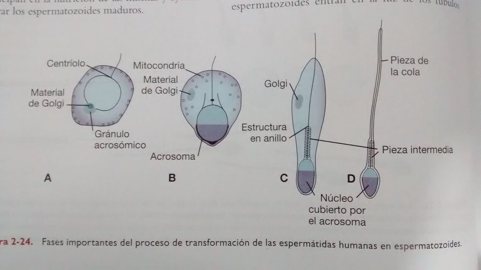 Aprendamos Embriologia : febrero 2017