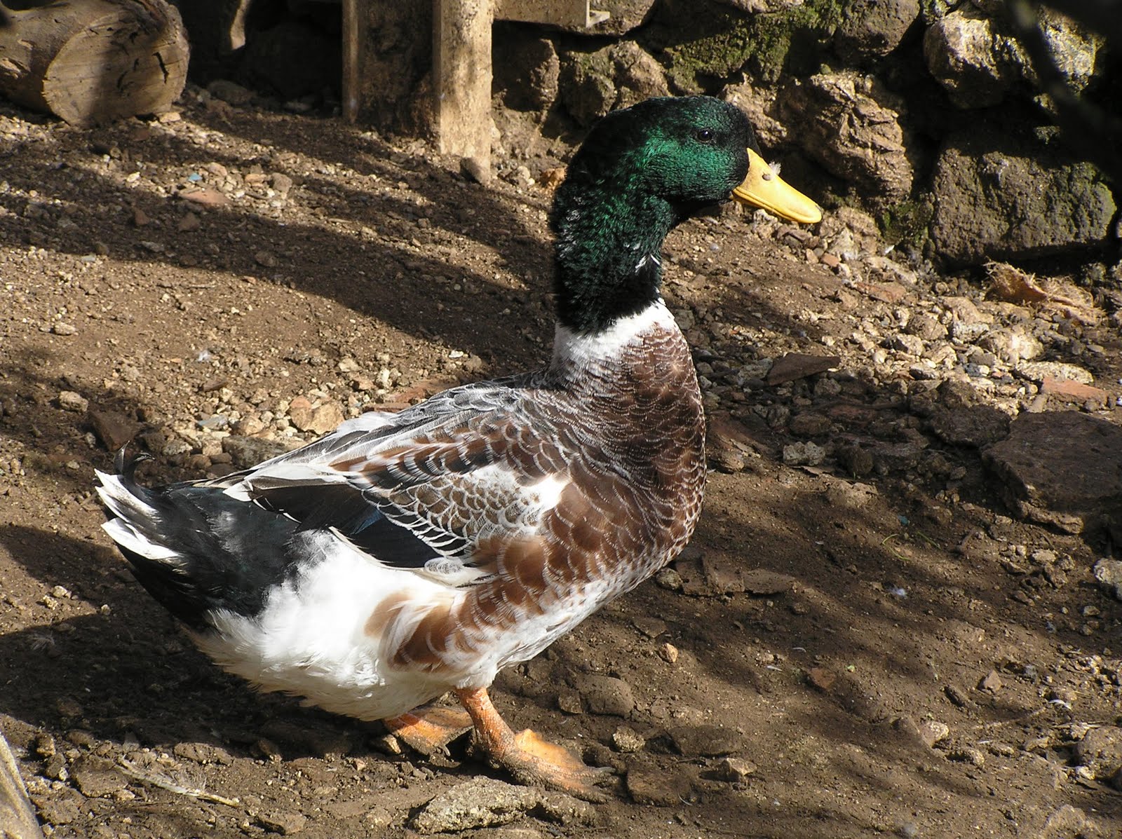 Pateo do Rouen: Marreco de Rouen