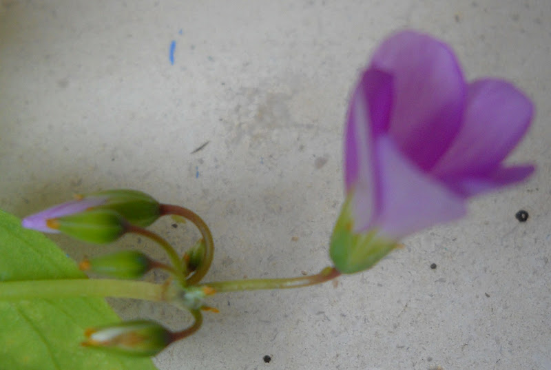 HORTA À PORTA: OXALIS (ERVA AZEDA, AZEDINHA
