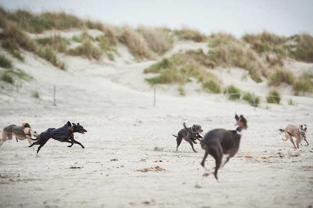 {Whippet Snippets}: West Wittering Whippet Beach Walk (Try saying that ...