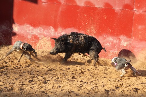 The Catahoula Hog Dog: Cutter Creek Baying August 17th 2013