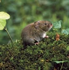The Minnesota Rose Gardener: Voles!