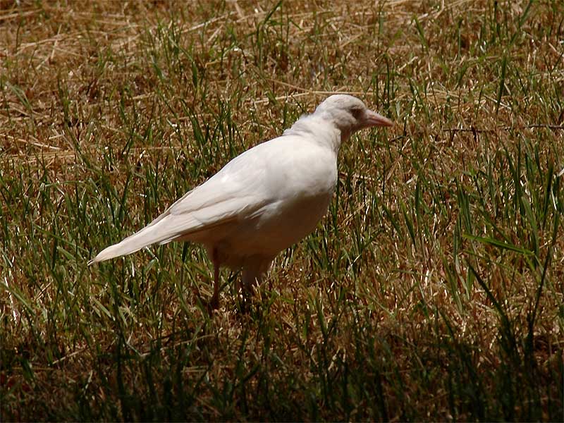 The Nature of Robertson: Albino Magpie in Kangaloon