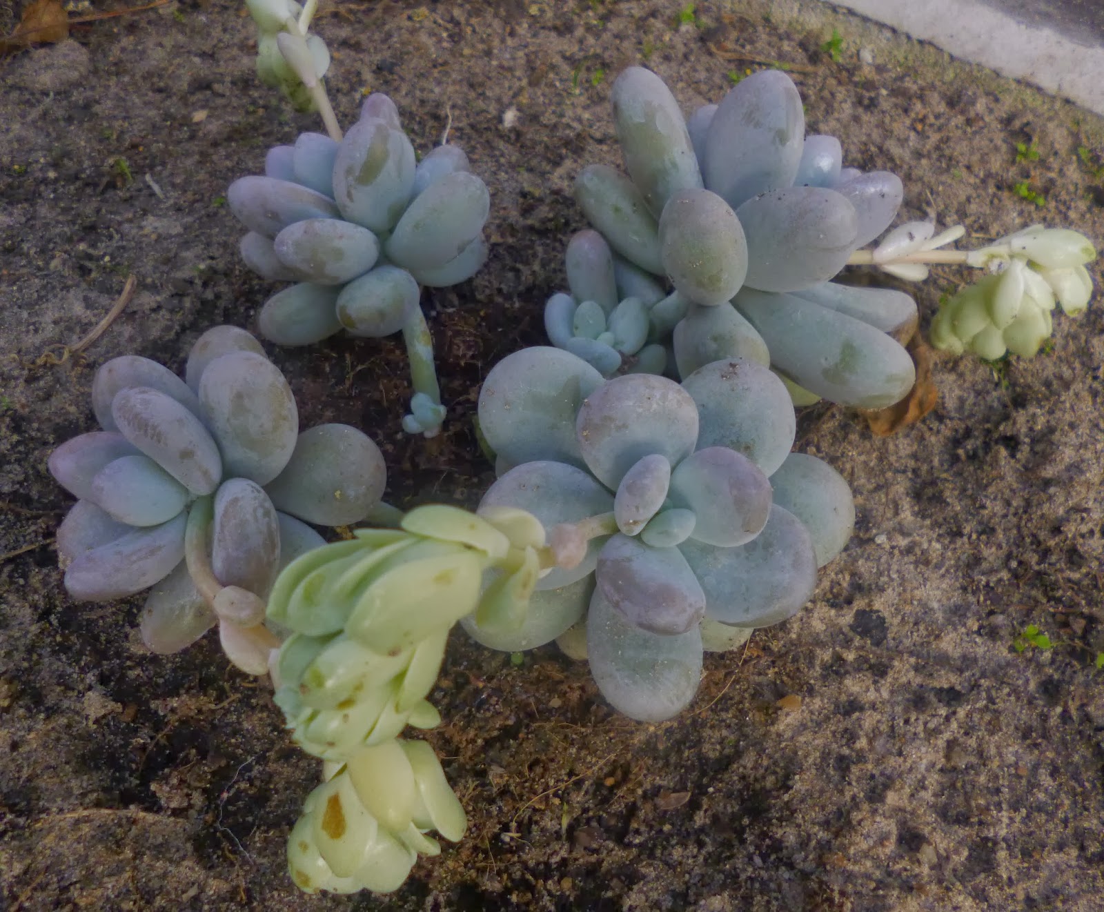 Acordo Ortográfico: O que mudou?: CACTO, CATO ou tanto faz?