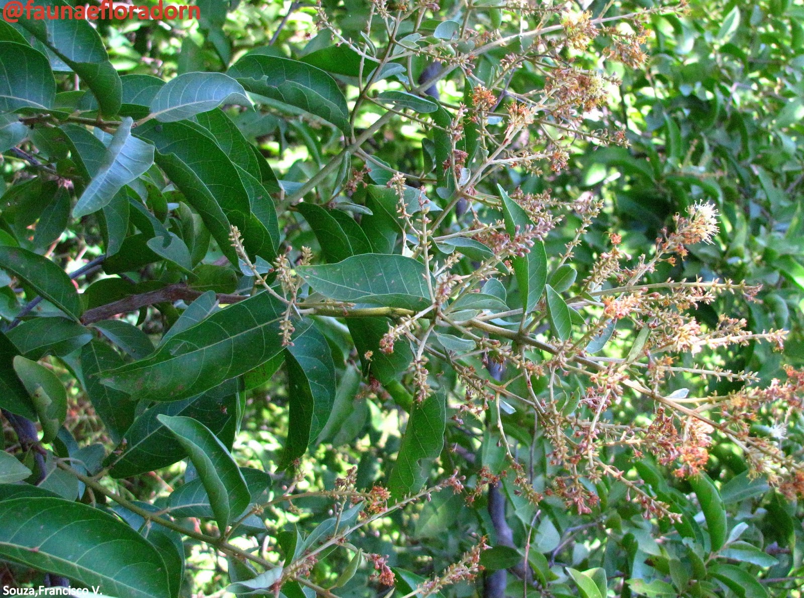 FAUNA E FLORA DO RN: Mofumbo Combretum leprosum Mart.