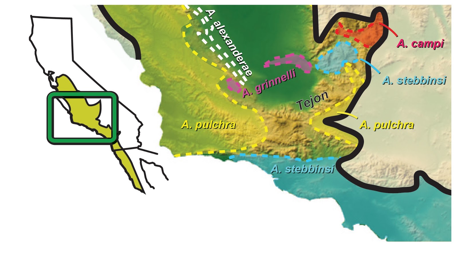 Tejon Ranch Conservancy Blog: Surveying for legless lizards on Tejon ...