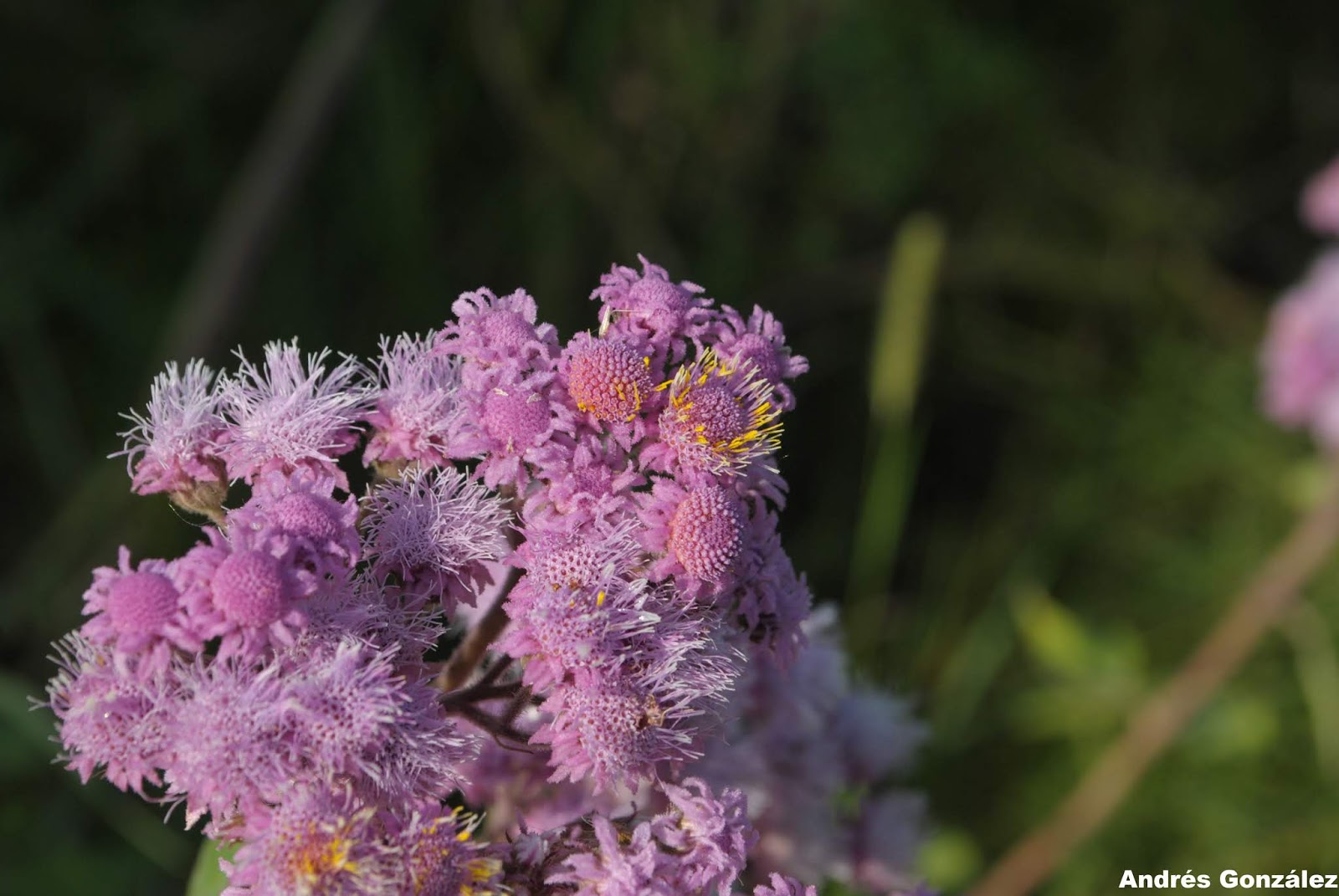 FOTOS DE FLORA NATIVA Y ADVENTICIAS DE URUGUAY : Urolepis hecatantha ...
