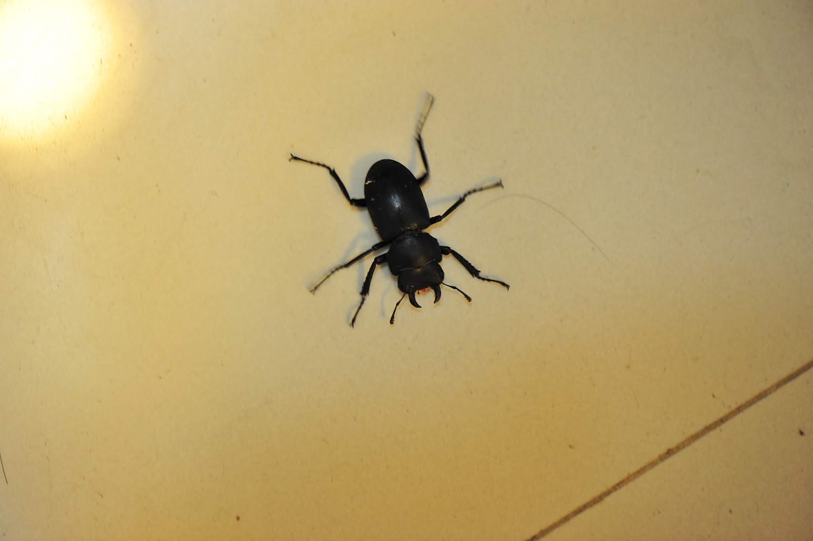 Dannyの生態記事: 日本鍬之美～姬大鍬 Dorcus montivagus montivagus (Part.1 －基本介紹)