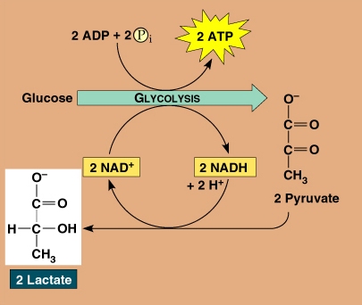 World of Biochemistry (blog about biochemistry): Lactic fermentation