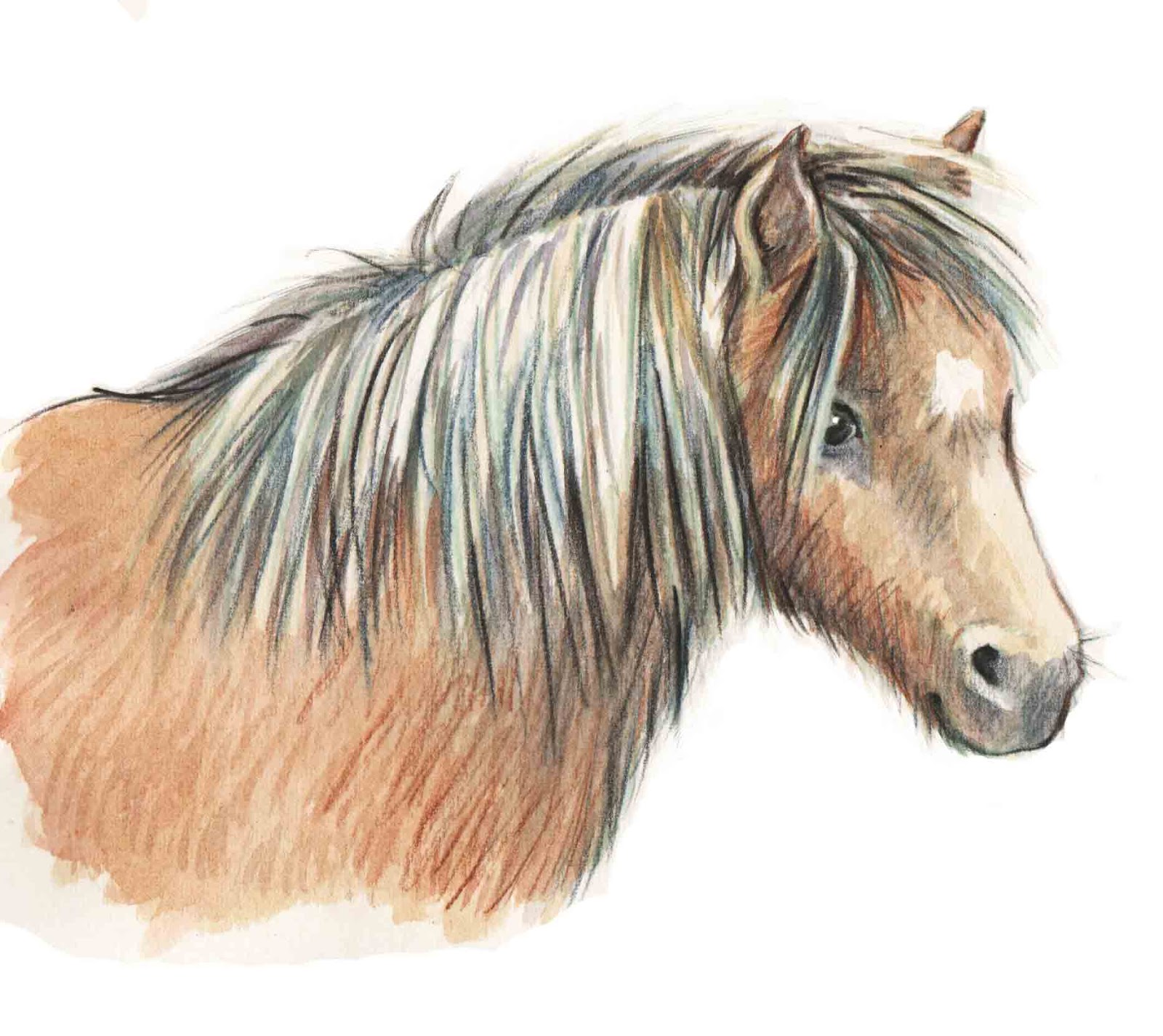 Fifi Colston Creative: Pony Contest!