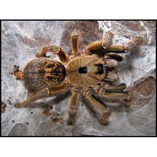 Ceratogyrus sanderi (Namibia horned baboon) ~ Tarantula Hub