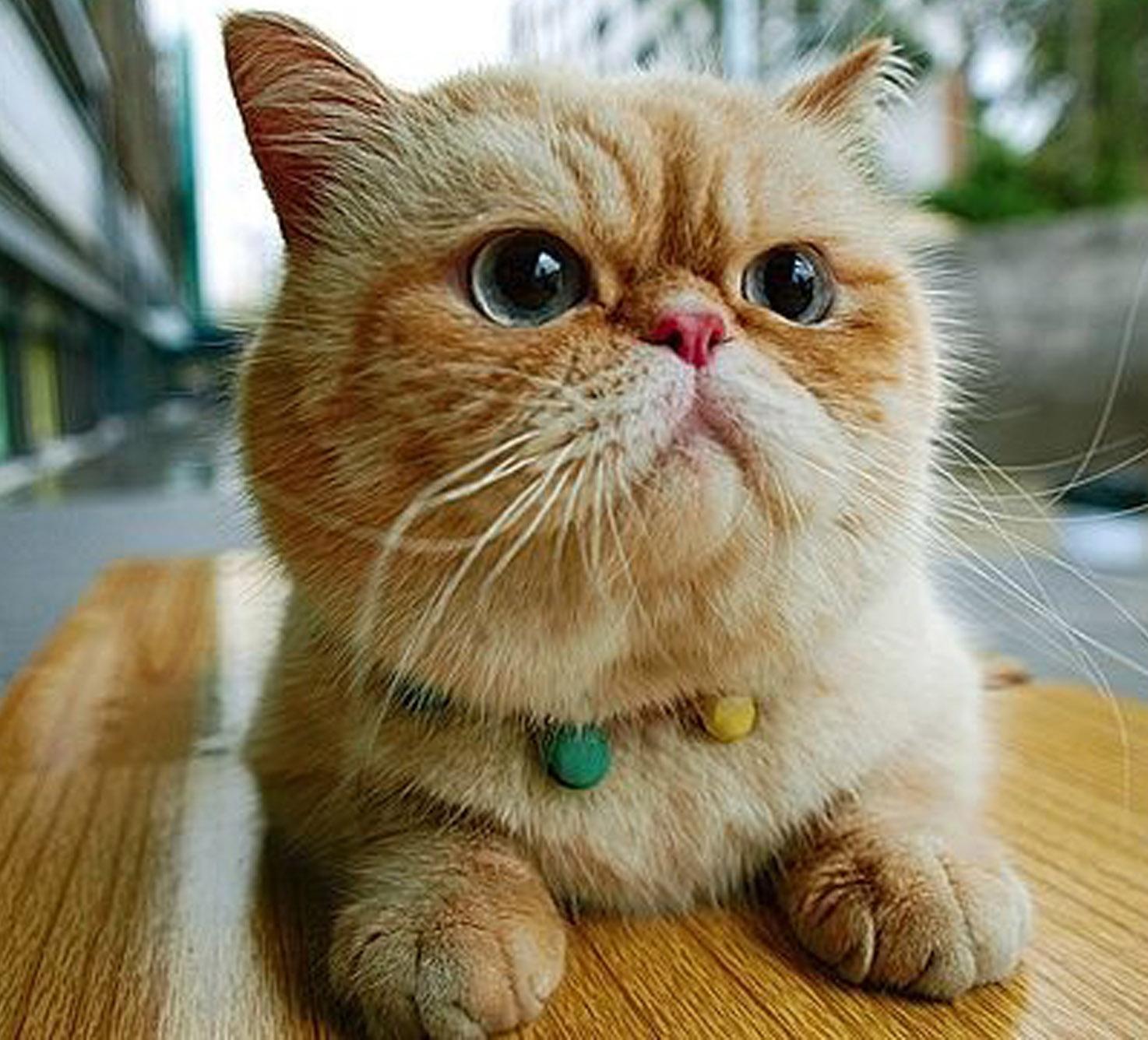 Check It Out !!: 10 Ras Kucing Paling Populer