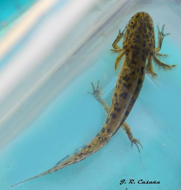 El Gallipato Alcublano: Las melenas de los Gallipatos