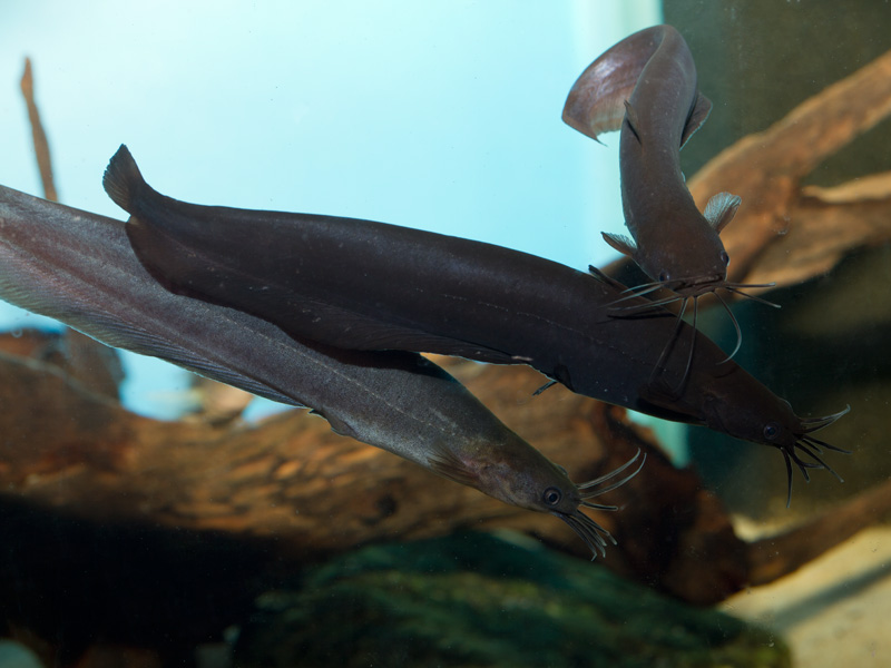 Heteropneustes fossilis - Stringing catfish - Hunga | FRESHWATER FISHES ...