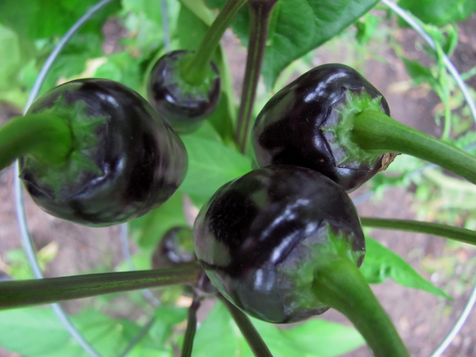 Sweet Domesticity: Black Hungarian Pepper